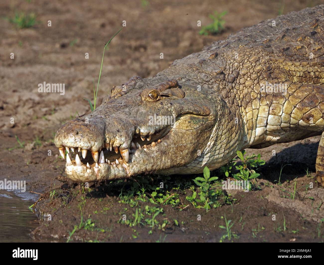 close-up of large teeth & jaws of Nile Crocodile (Crocodylus niloticus ...