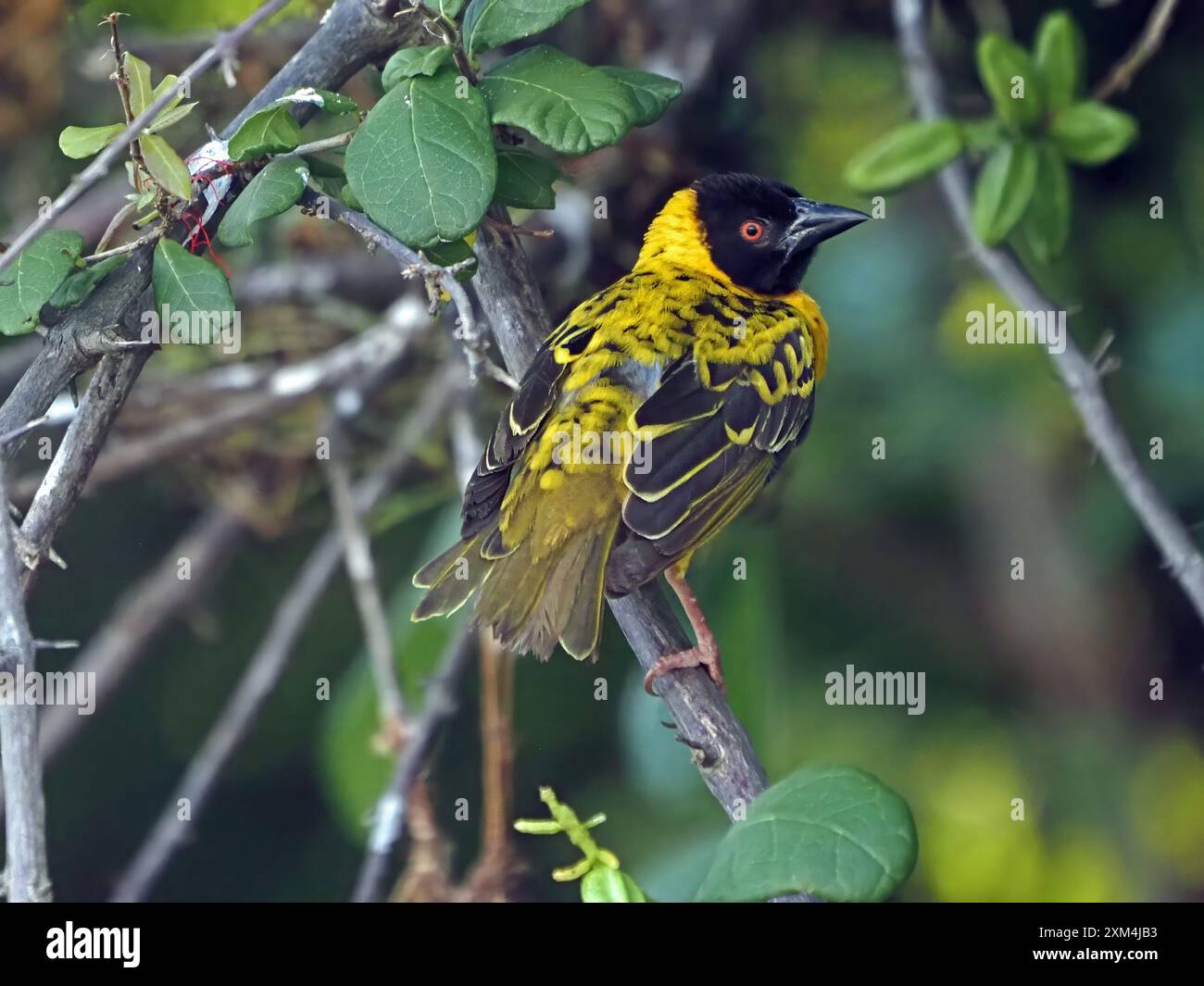 Weaver nest east africa tanzania lake hi-res stock photography and ...