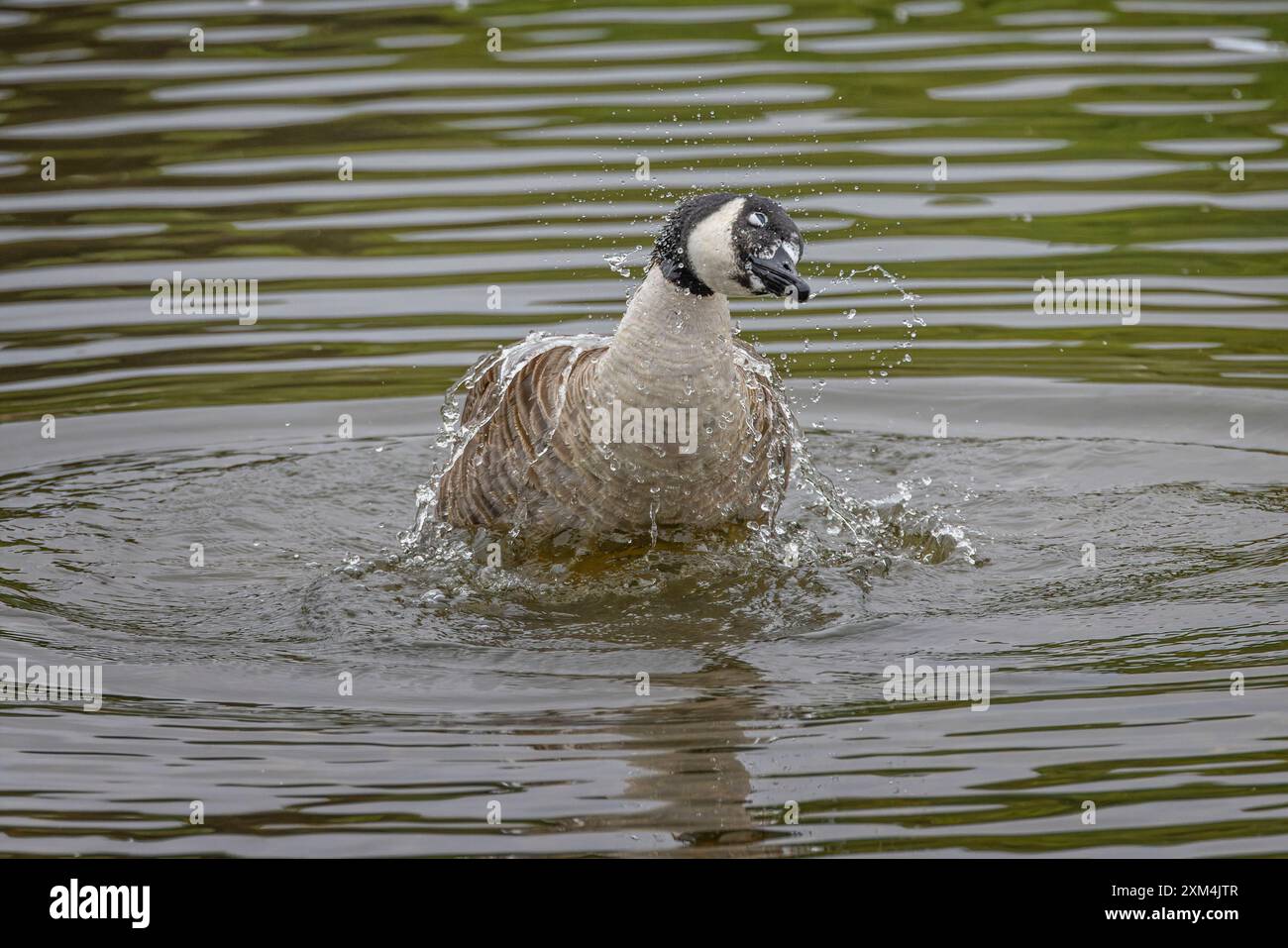 Canada goose preening behaviour hi-res stock photography and images - Alamy