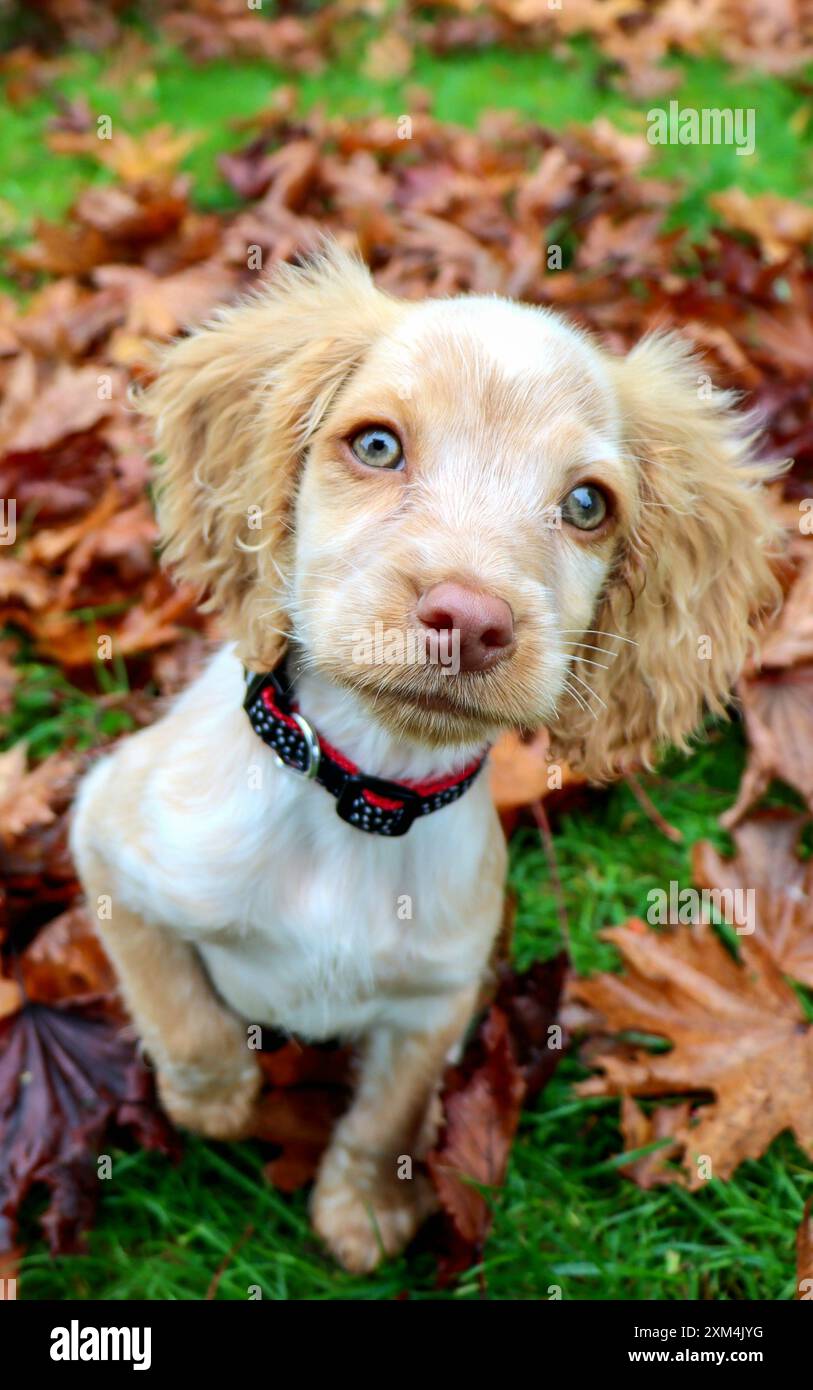 Cocker Spaniel Puppy eys Stock Photo - Alamy