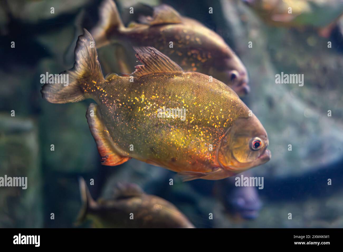 Red-bellied piranha. A swarm of piranha fish. Relatively dangerous ...