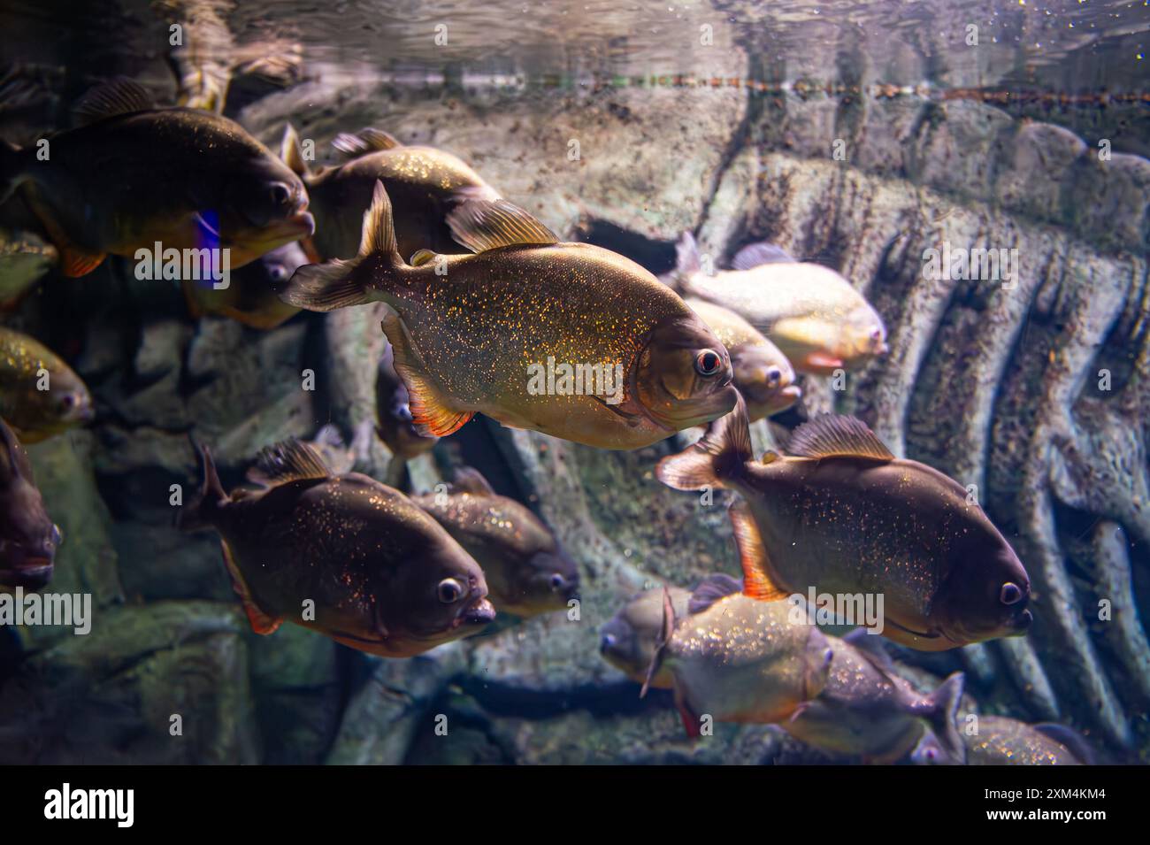 Red-bellied piranha. A swarm of piranha fish. Relatively dangerous ...