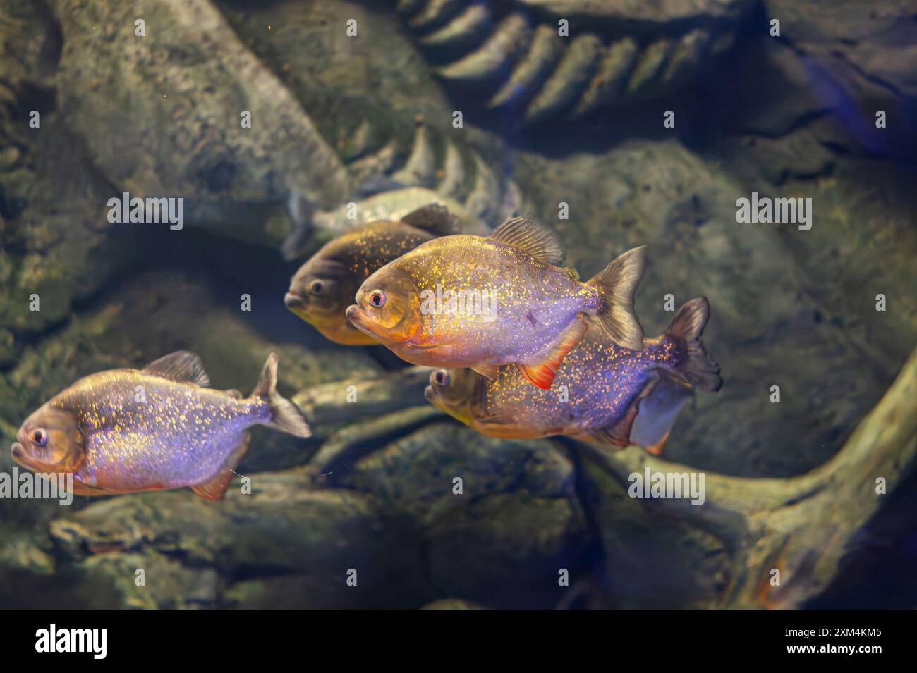 Red-bellied piranha. A swarm of piranha fish. Relatively dangerous ...