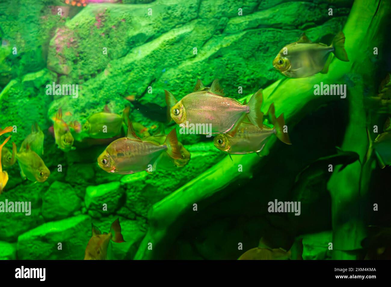 Red-bellied piranha. A swarm of piranha fish. Relatively dangerous ...