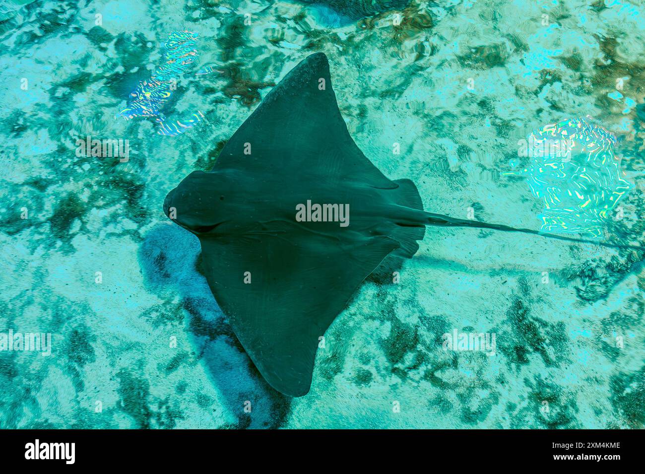 Sting Ray or Myliobatis aquila, swimming under blue ocean like flying ...