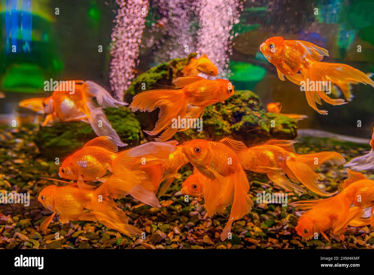 The Fantail is a goldfish egg-shaped body, a high dorsal fin, a long ...