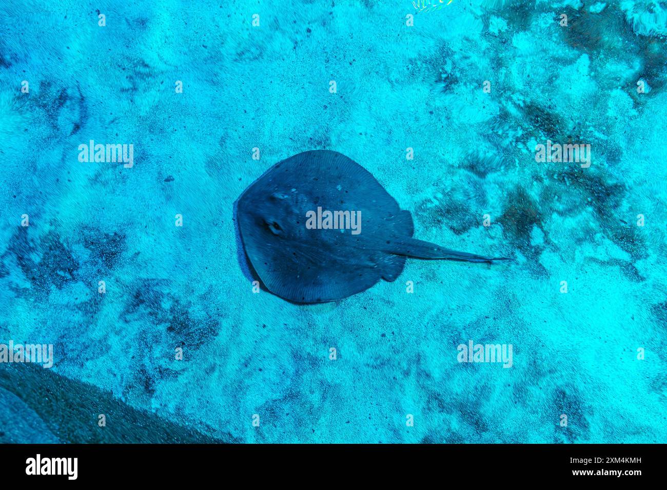 Bluespotted stingray Taeniura lymma in the coral reef of the red sea ...
