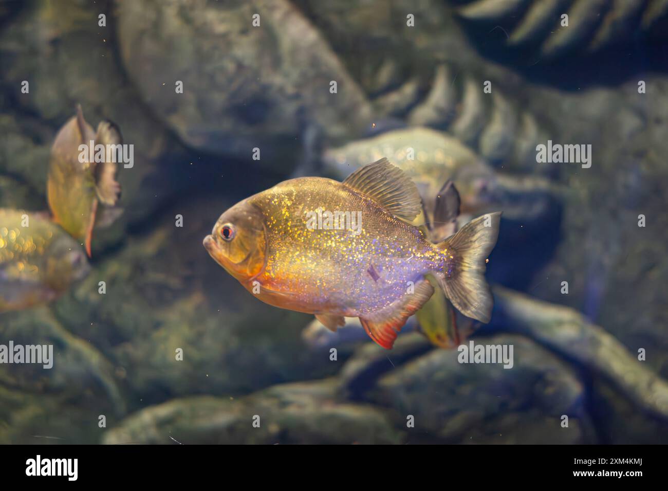 Red-bellied piranha. A swarm of piranha fish. Relatively dangerous ...