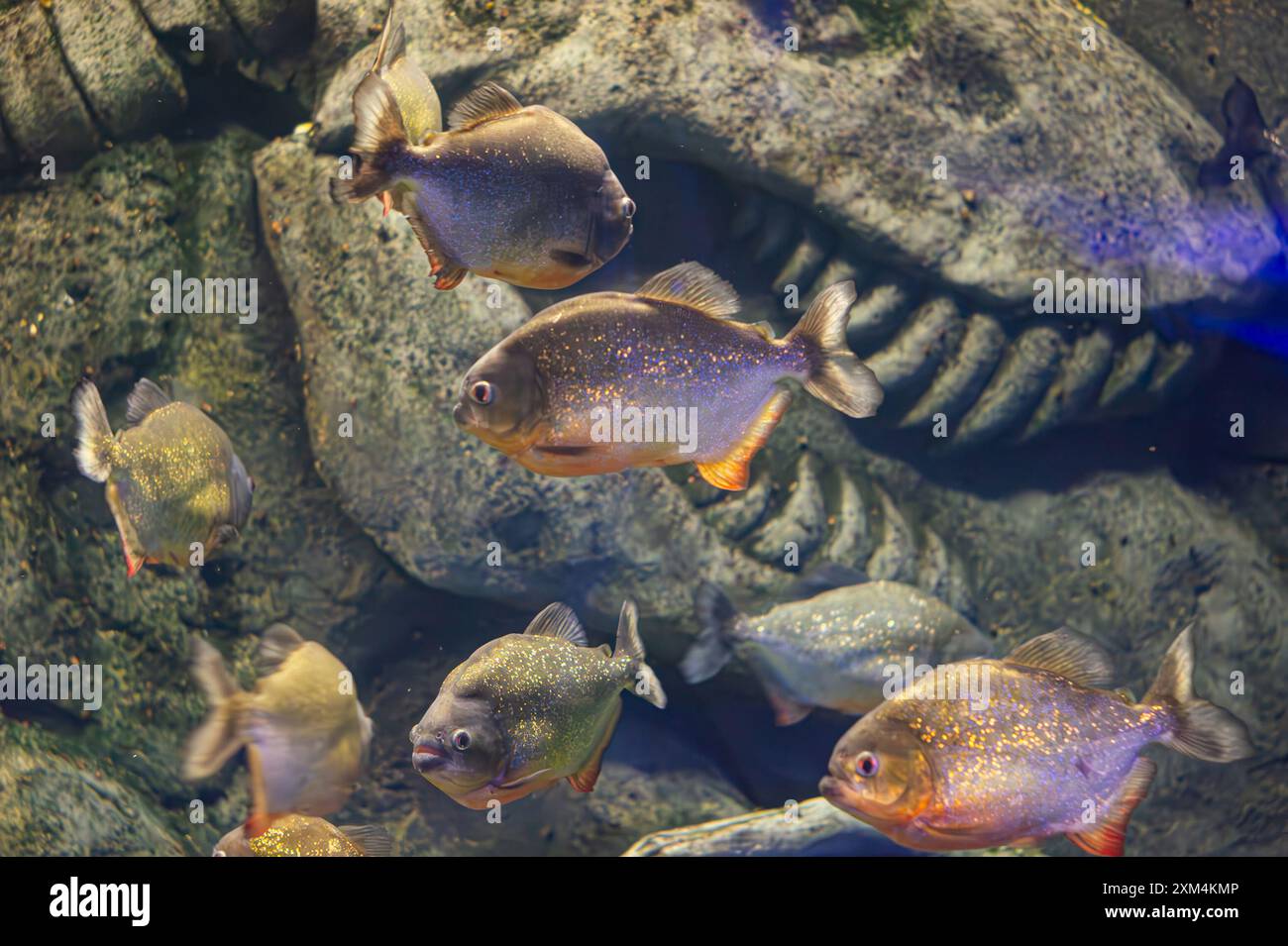 Red-bellied piranha. A swarm of piranha fish. Relatively dangerous ...