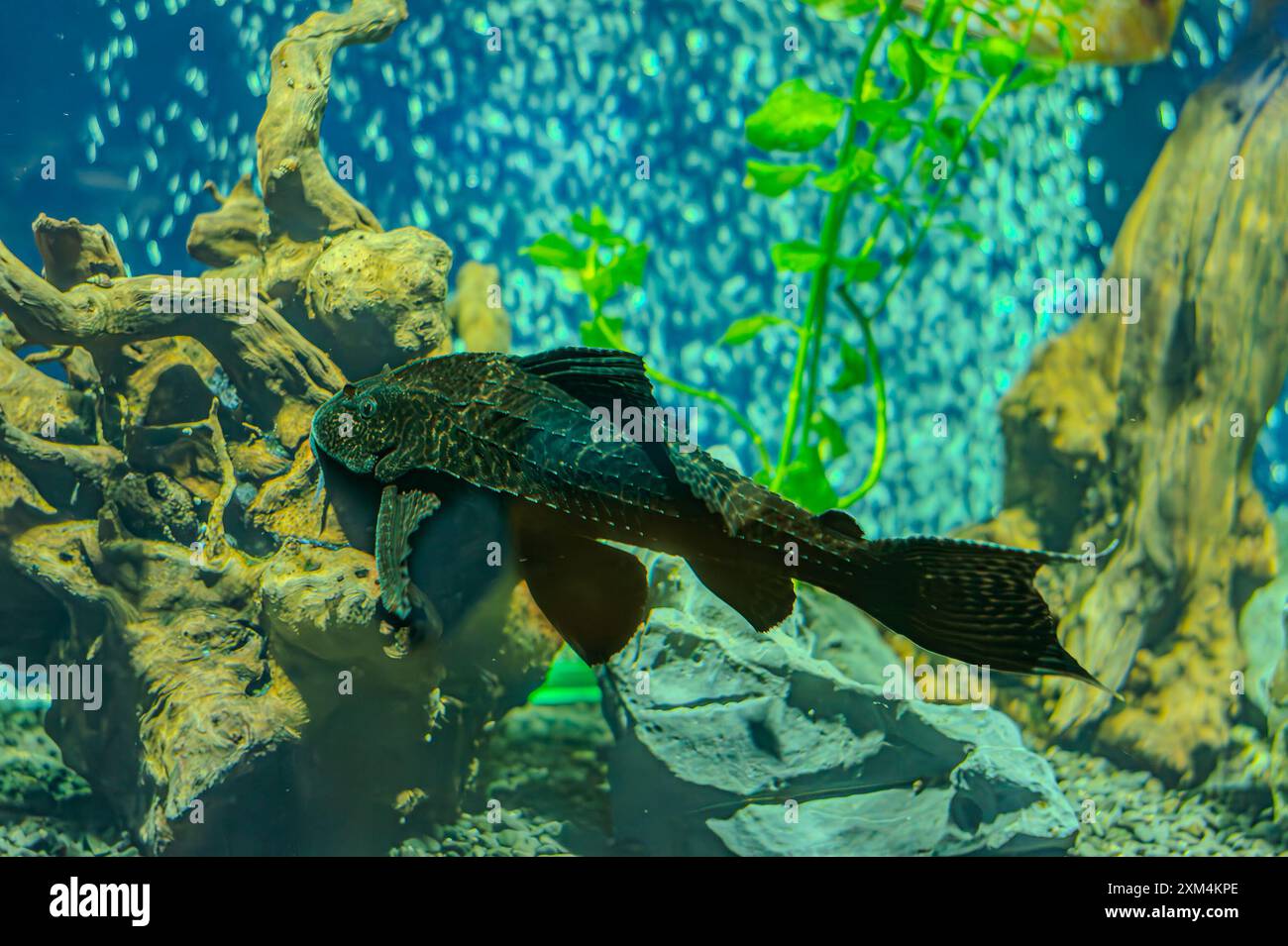 Pleco fish sitting under an echinodorus leaf in aquariumon. Hypostomus ...