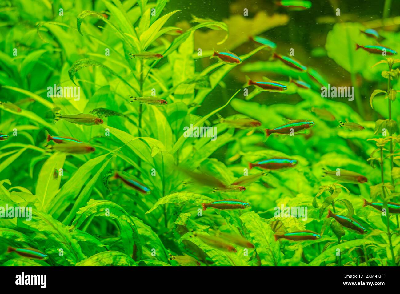 cardinal neon fish in the aquarium. On green Stock Photo - Alamy