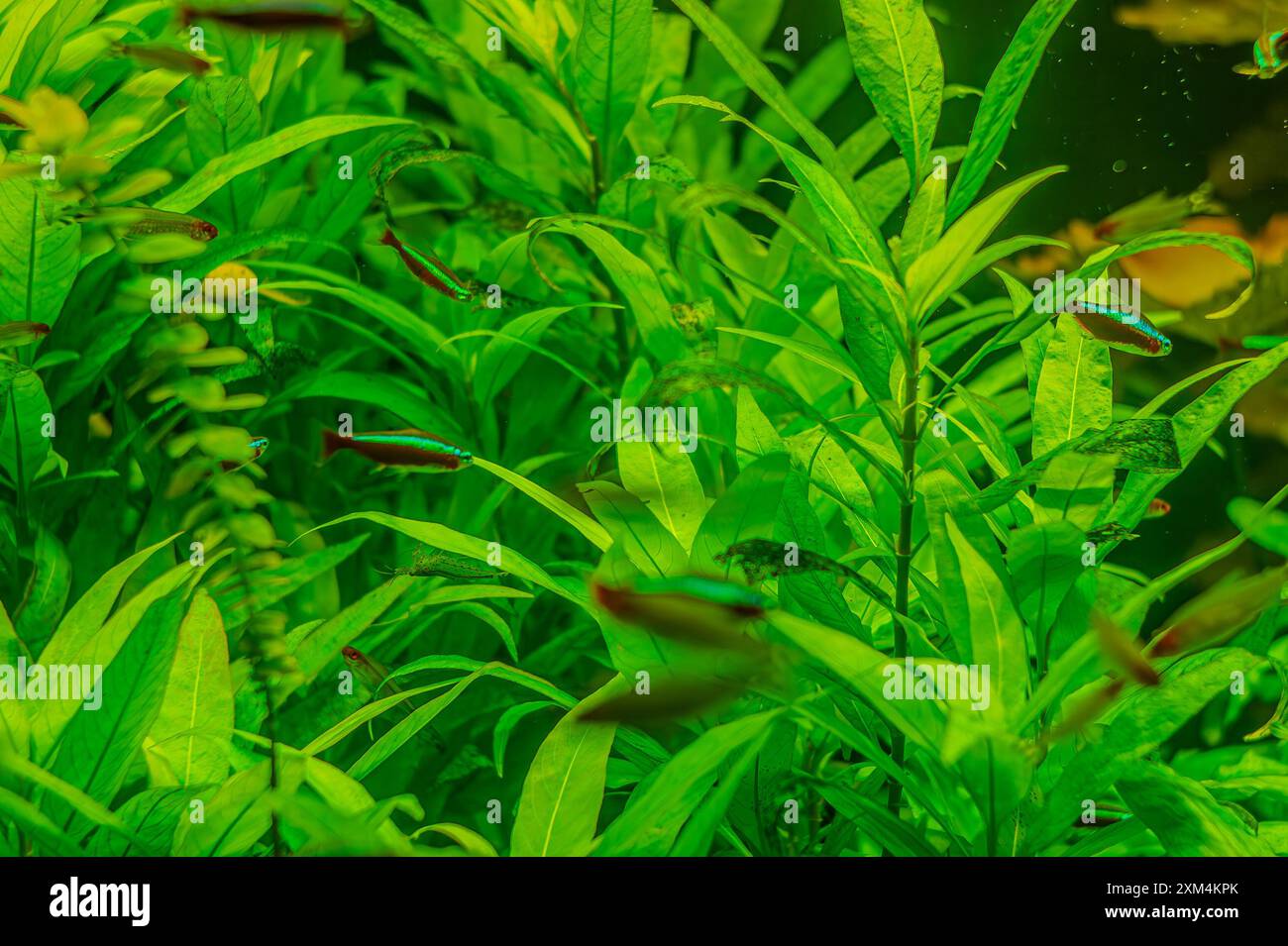 Cardinal neon tetra hi-res stock photography and images - Alamy