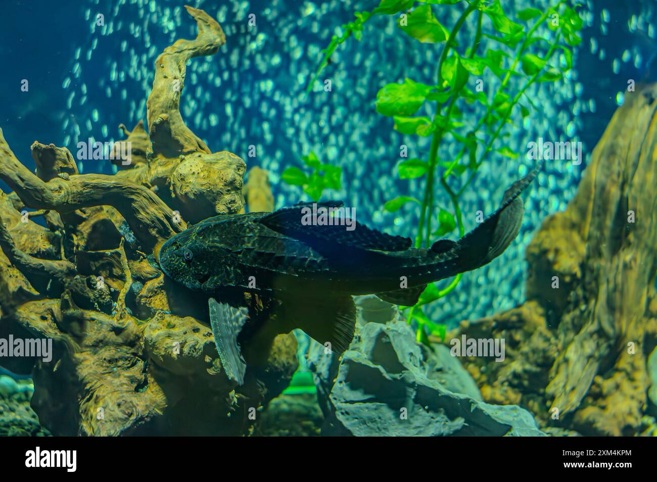 Pleco fish sitting under an echinodorus leaf in aquariumon. Hypostomus ...