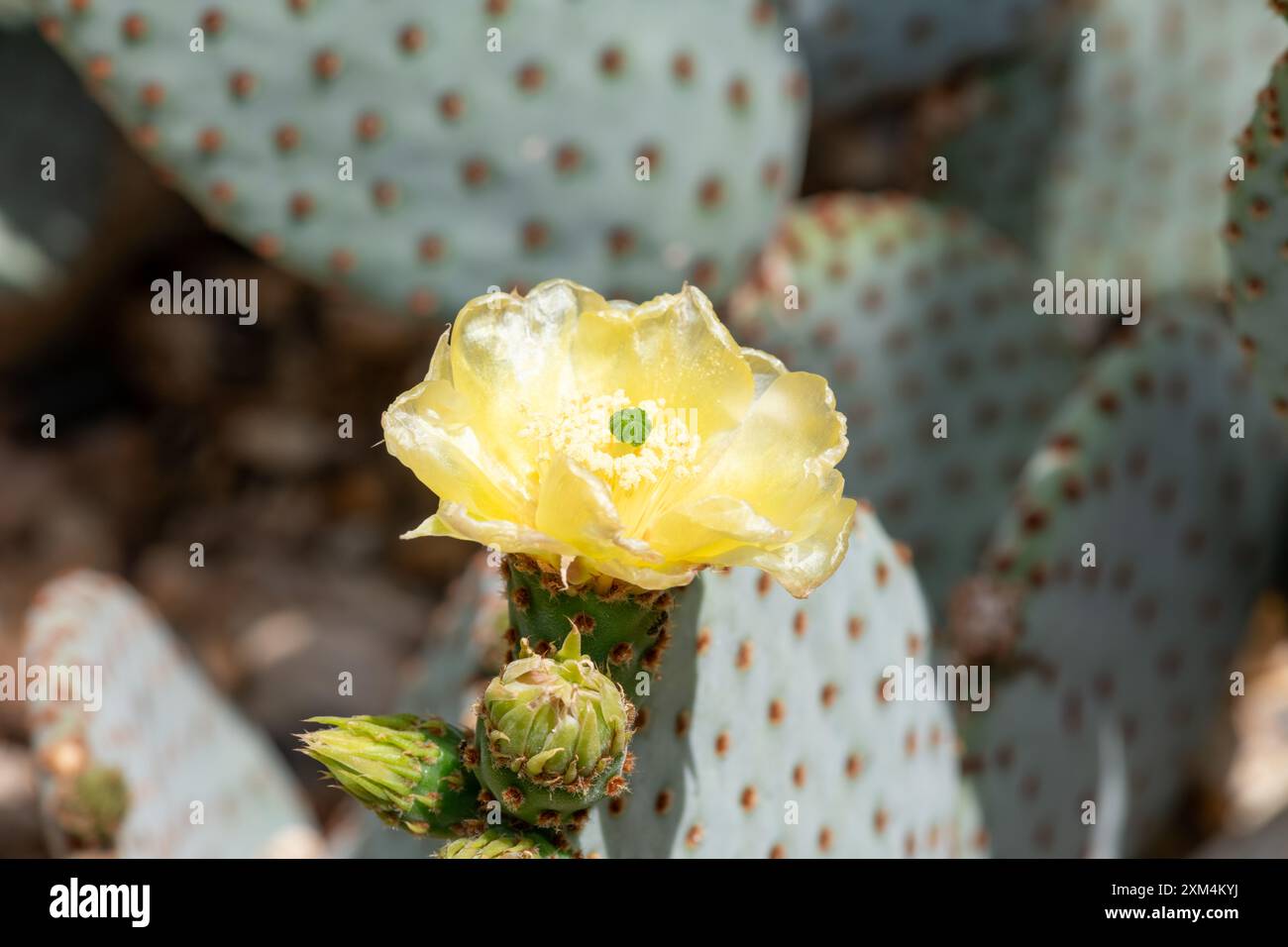 Opuntia robusta flower hi-res stock photography and images - Alamy