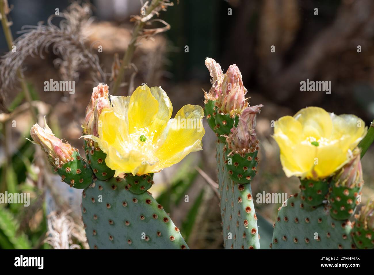 Opuntia robusta hi-res stock photography and images - Alamy
