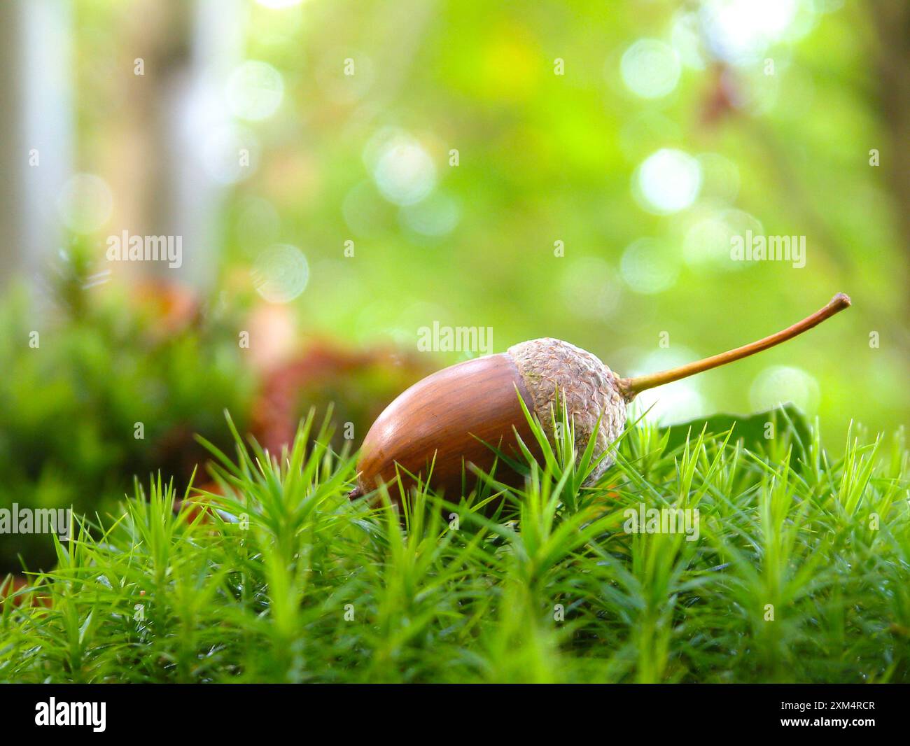 Acorn lying on the green vegetation in the forest Stock Photo - Alamy