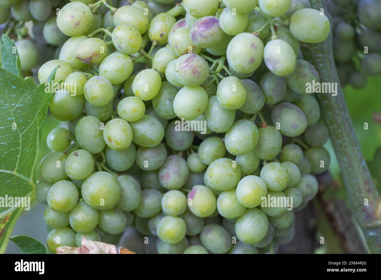 A close up of green grapes on the vine, showcasing their juicy texture ...