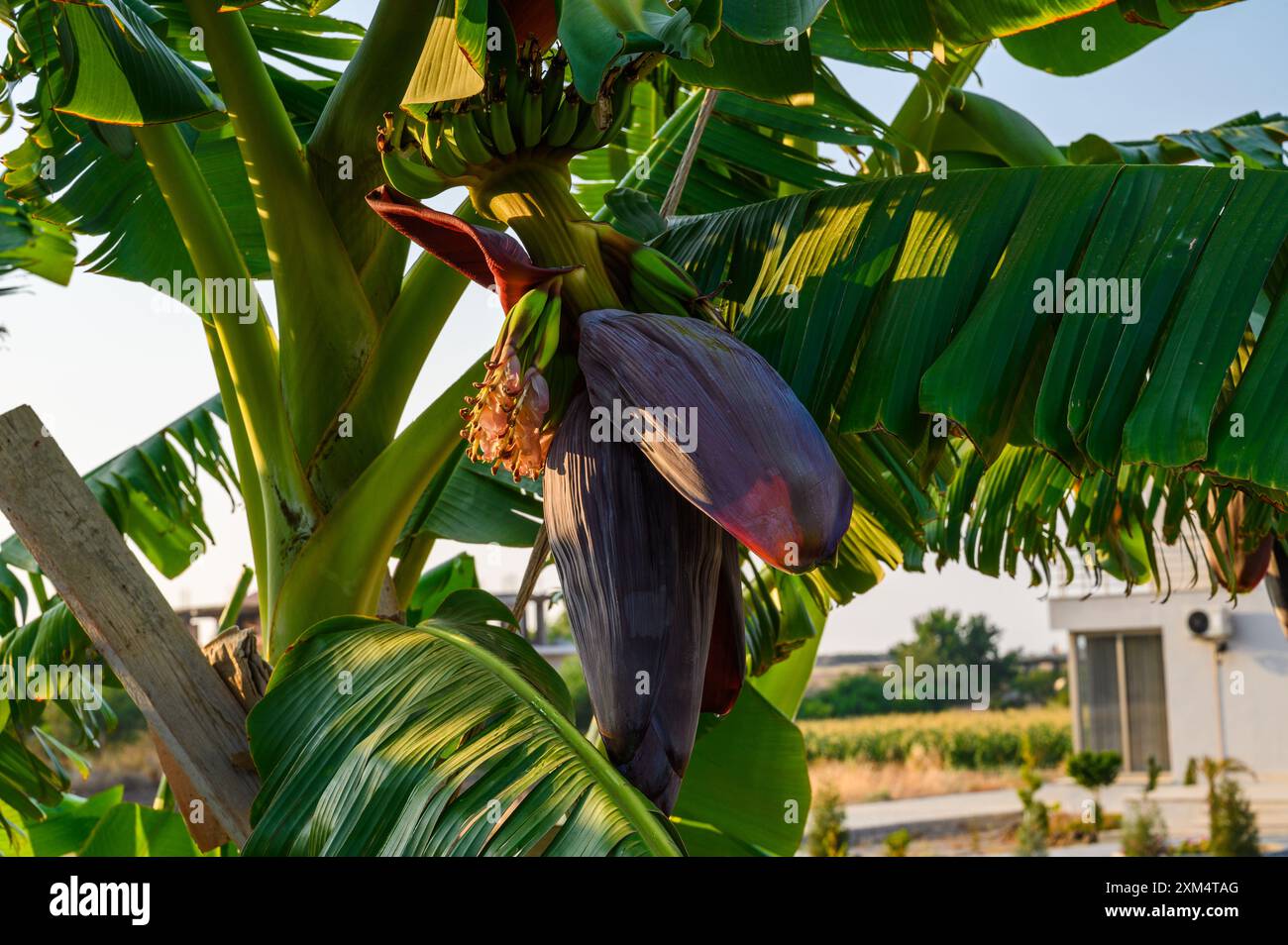 the photograph of banana tree, waiting for the mature and harvest of ...