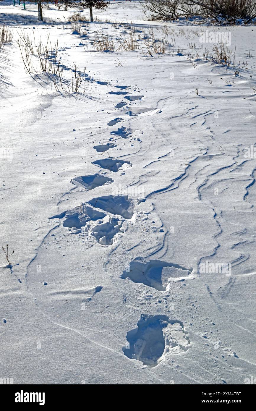 Broken Footsteps in a Crusty Snow in the Paul Douglas Preserve in ...