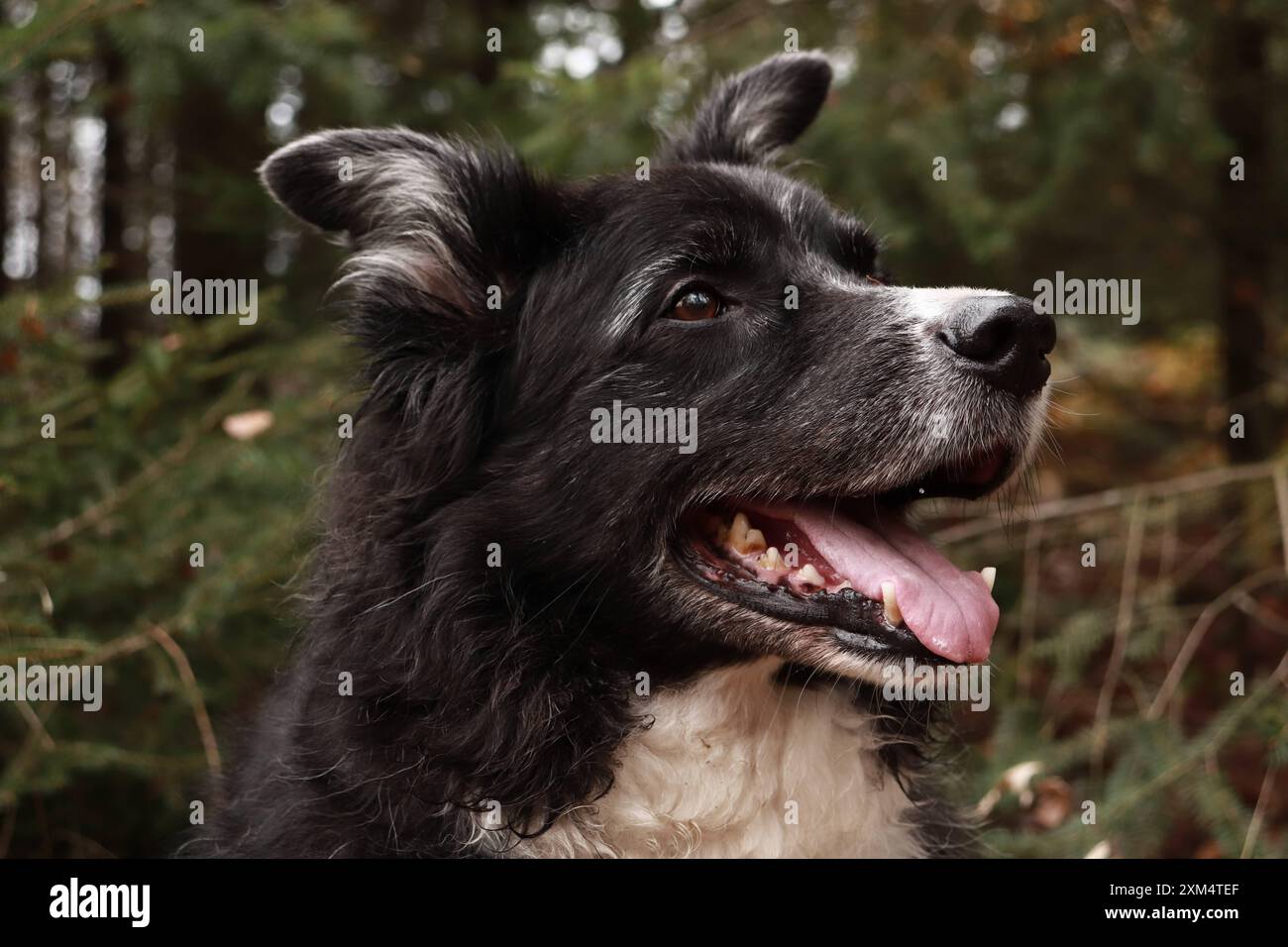 Ein Hund im Wald Stock Photo - Alamy