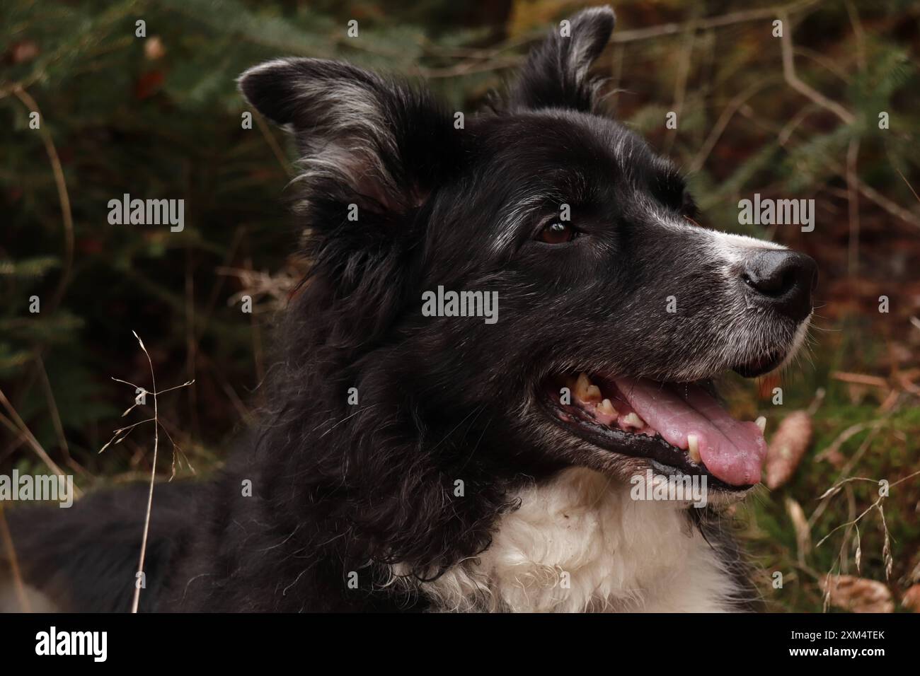 Hunde im wald hi-res stock photography and images - Alamy