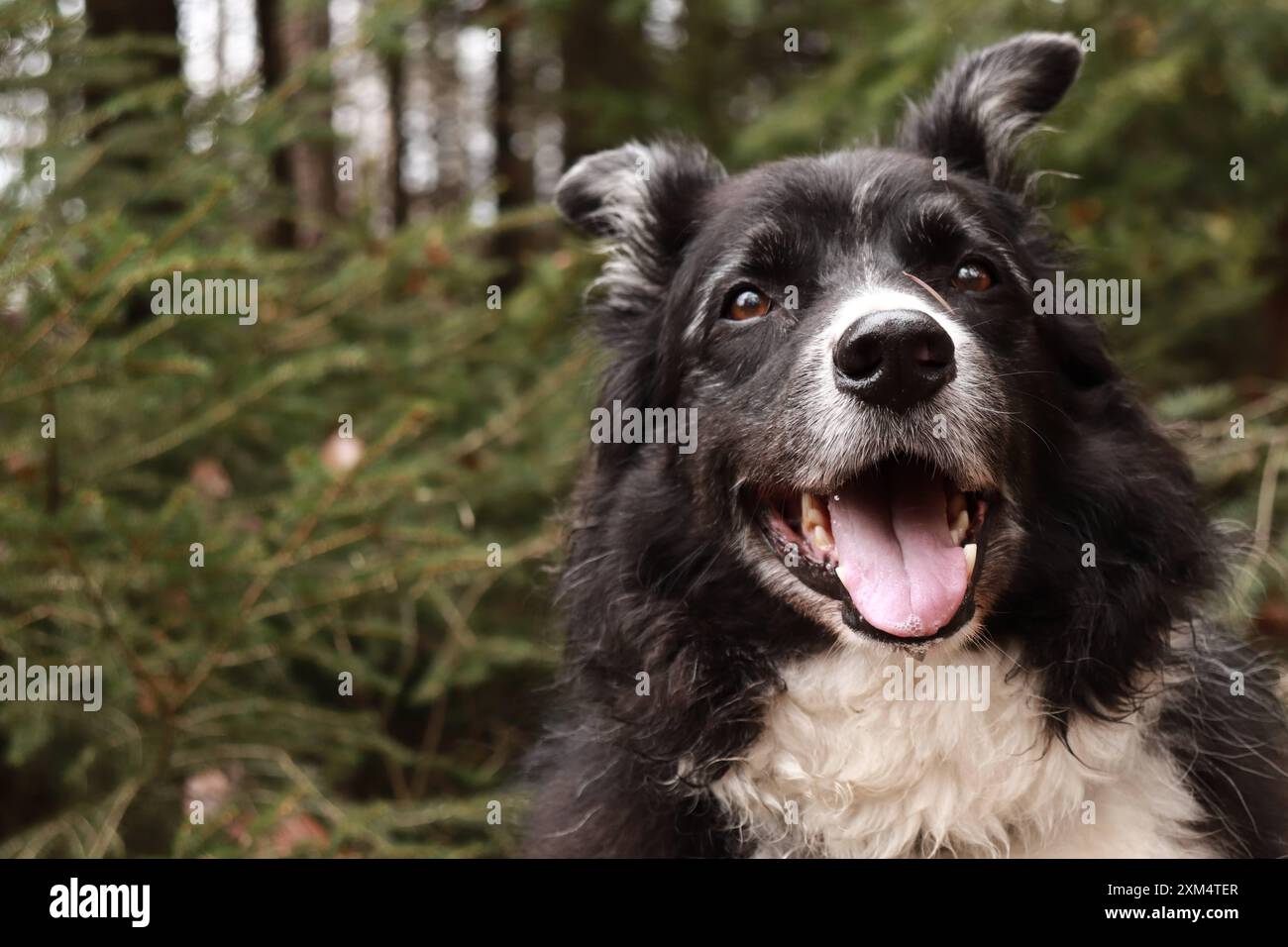 Ein Hund im Wald Stock Photo - Alamy