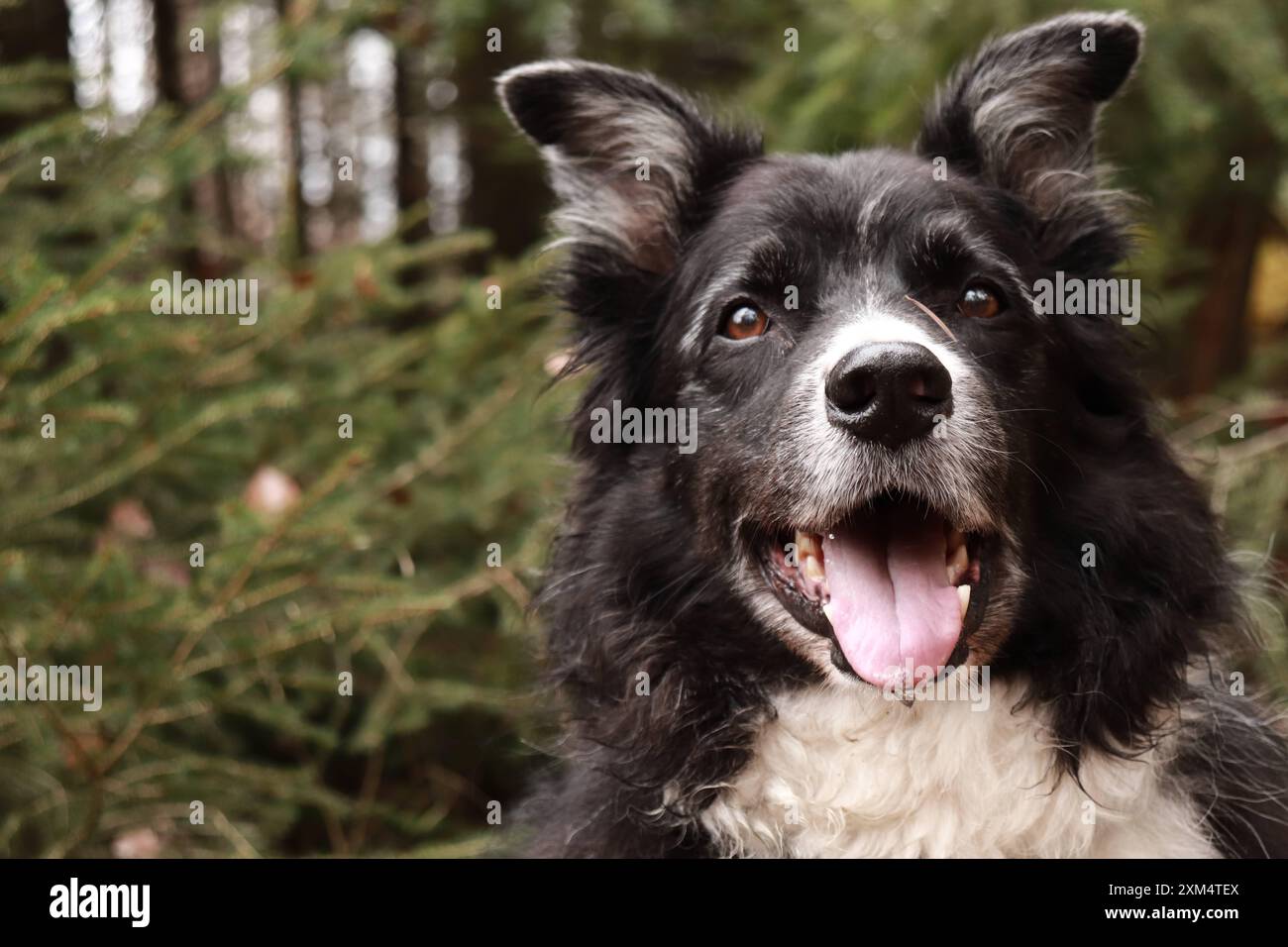 Ein Hund im Wald Stock Photo - Alamy
