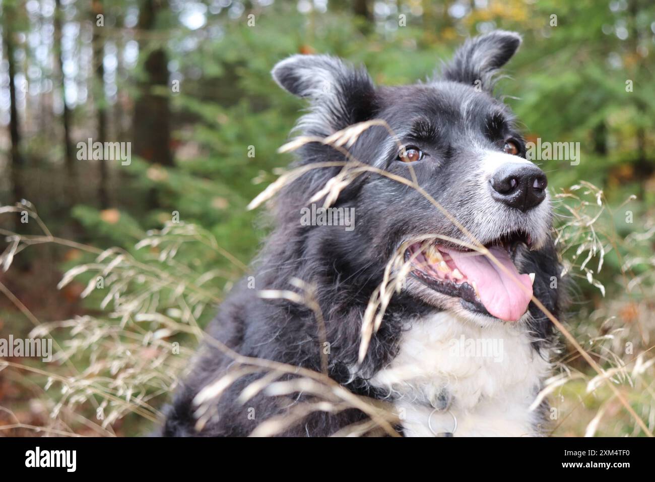 Hunde im wald hi-res stock photography and images - Alamy
