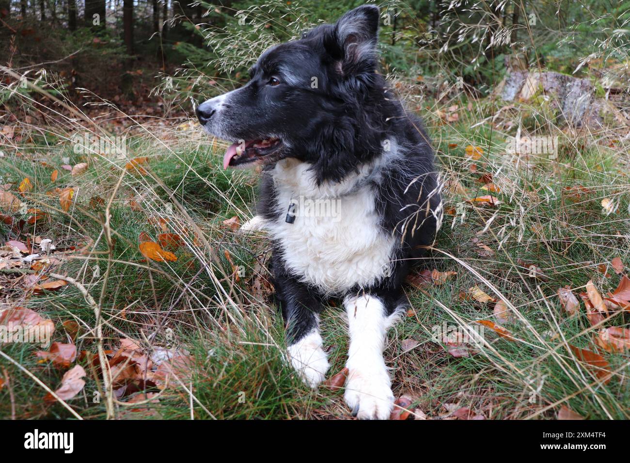 Hunde im wald hi-res stock photography and images - Alamy