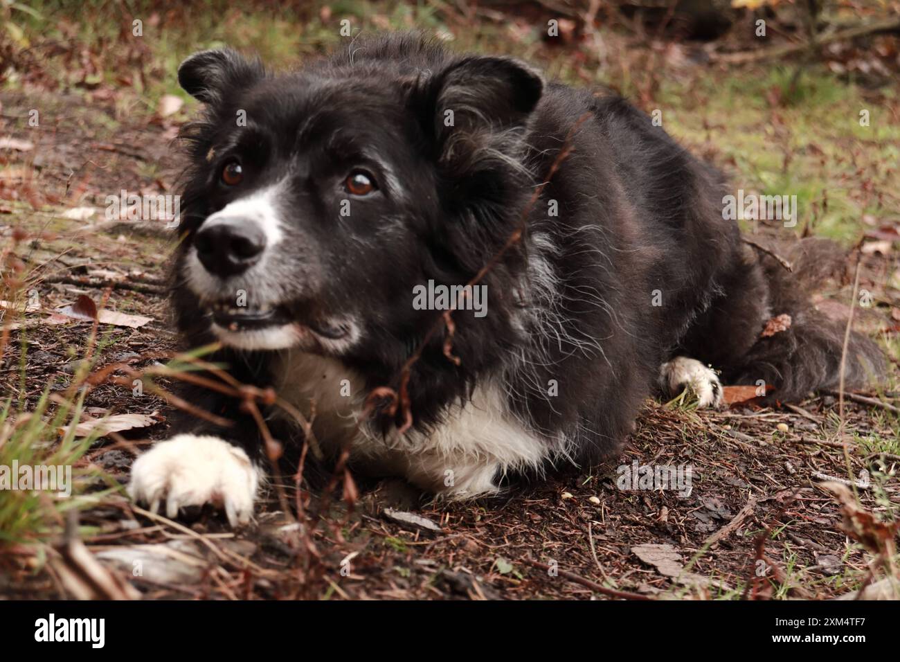 Hunde im wald hi-res stock photography and images - Alamy