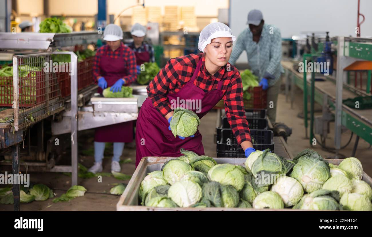 Young woman sorting cabbage in vegetable factory Stock Photo - Alamy