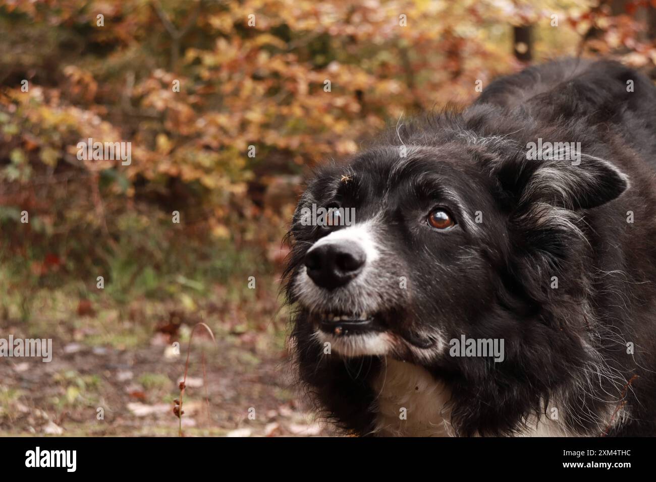 Hunde im wald hi-res stock photography and images - Alamy