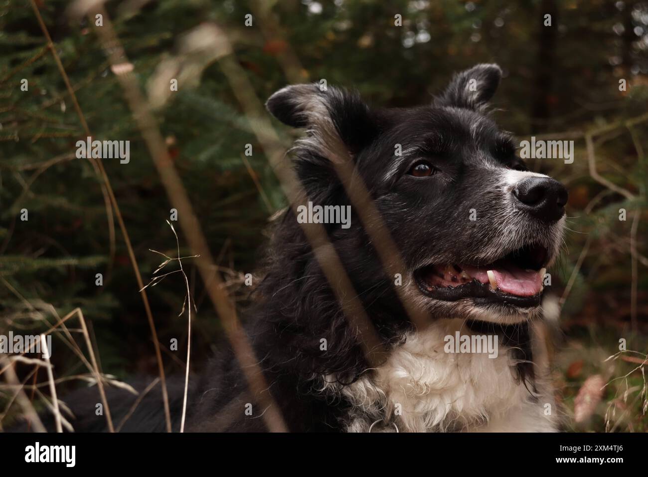 Bordercolliemix hi-res stock photography and images - Alamy