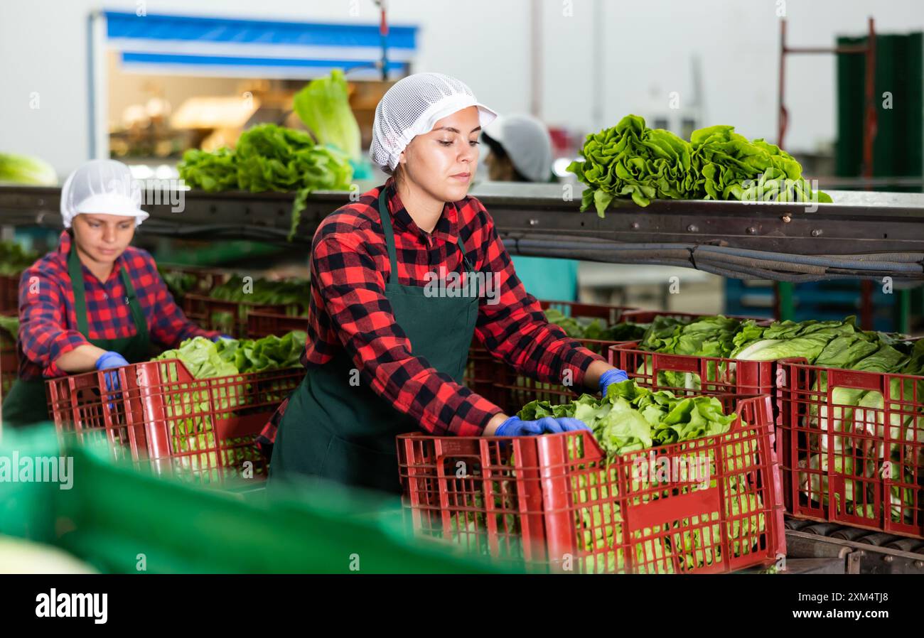 Young woman sorting and stacking lettuce in vegetable factory Stock ...