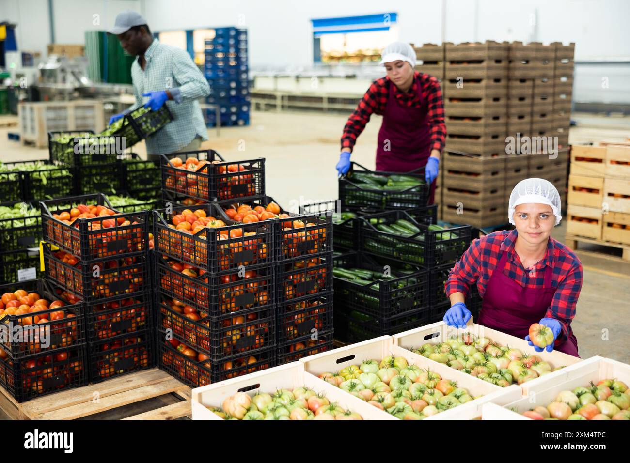 Positive female employee of vegetable sorting factory arranging ...