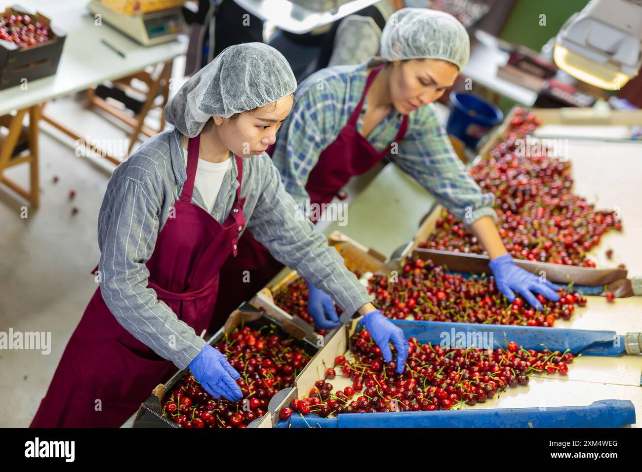 Female employees working on the producing sorting line at fruit ...