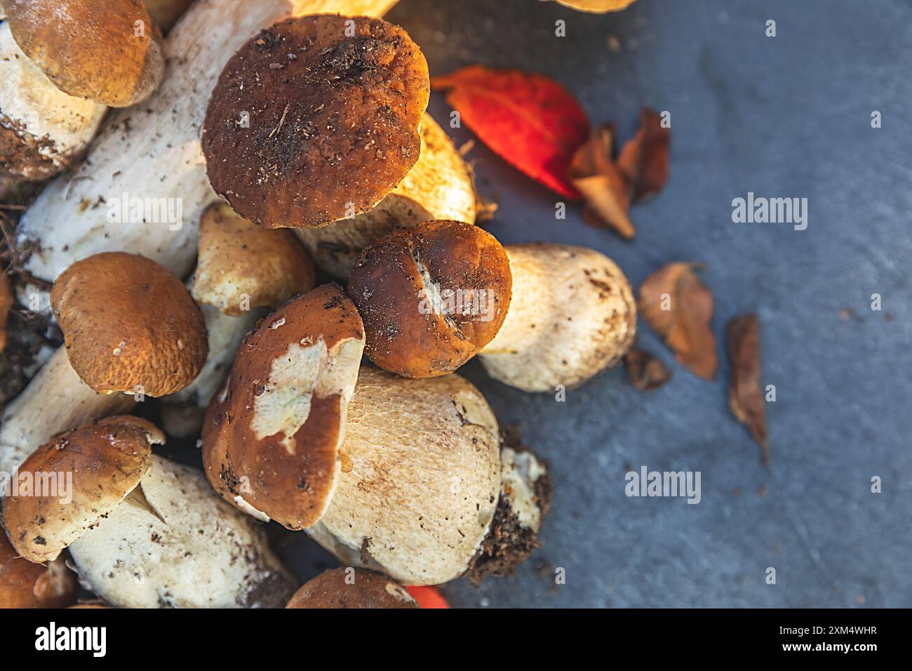 Autumn fall composition. Raw edible mushrooms Penny Bun on dark black ...
