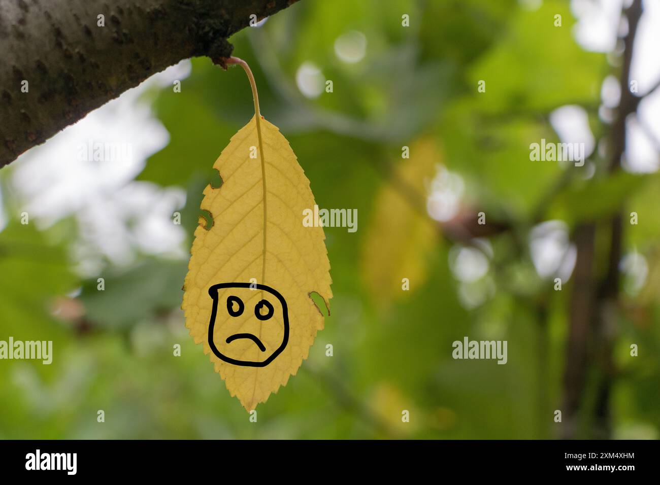A yellow leaf with an sad emoji drawn on it hanging from the branch of ...
