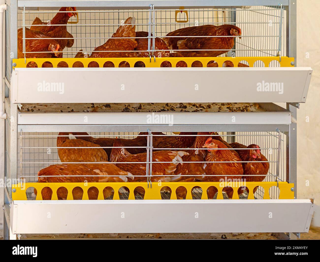Brown chickens kept inside metal cage in chicken farm Stock Photo - Alamy