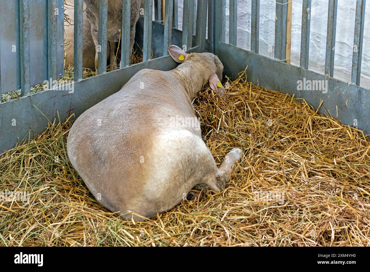 Sheep laying on hay inside agricultural farm enclosure Stock Photo - Alamy
