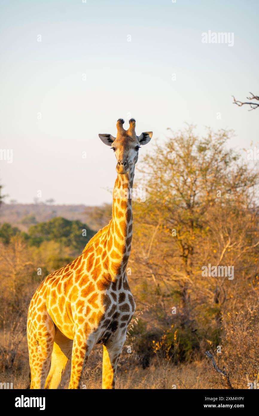Photograph of a South African giraffe (Giraffa giraffa or Giraffa ...