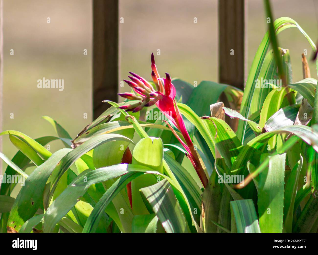 Large drooping flower hi-res stock photography and images - Alamy