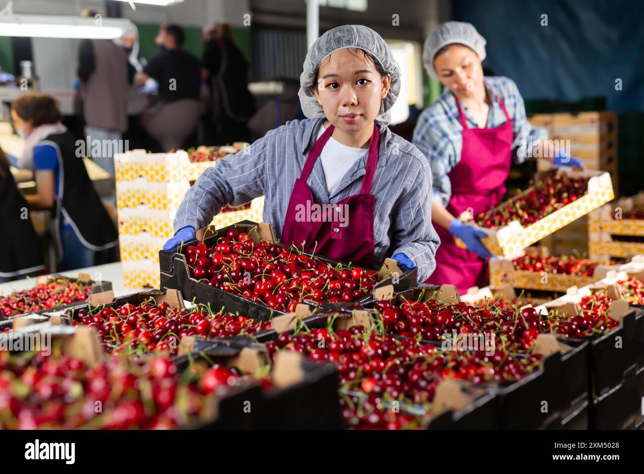 Asian woman sorting cherries Stock Photo - Alamy