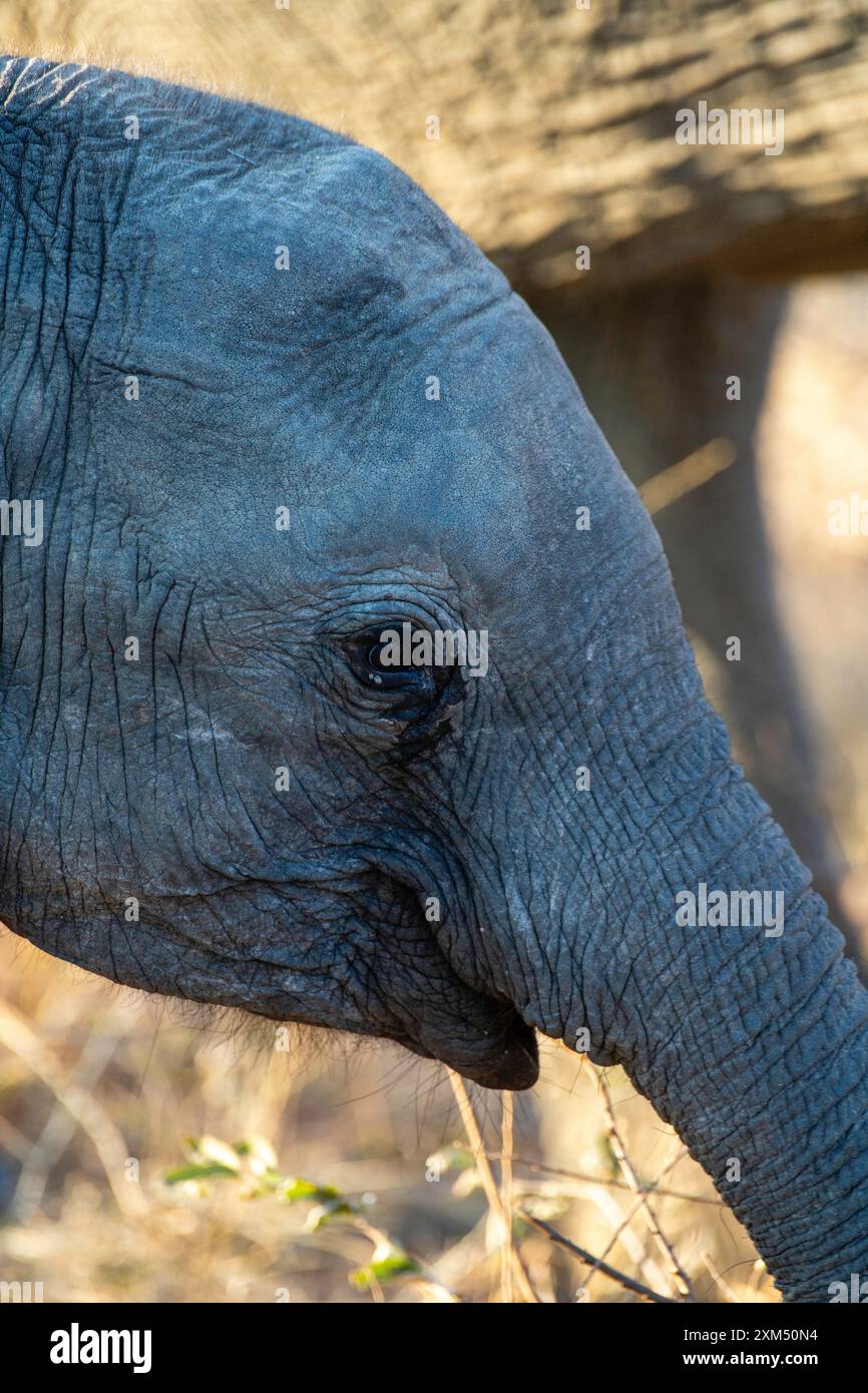 Photograph of an African bush elephant calf (Loxodonta africana ...