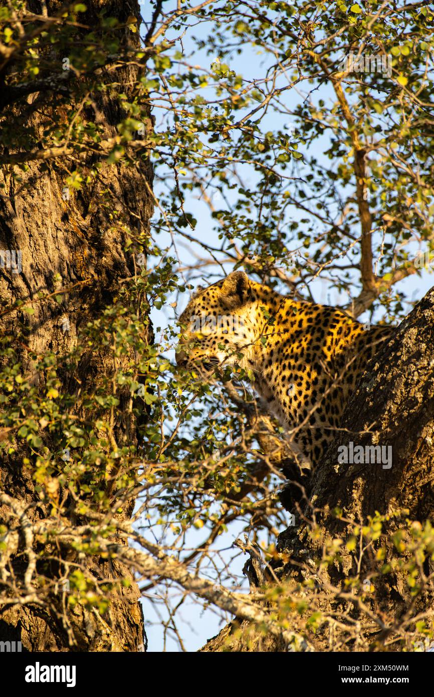 Photograph of a leopard (Panthera pardus) in a tree; Timbavati Nature ...
