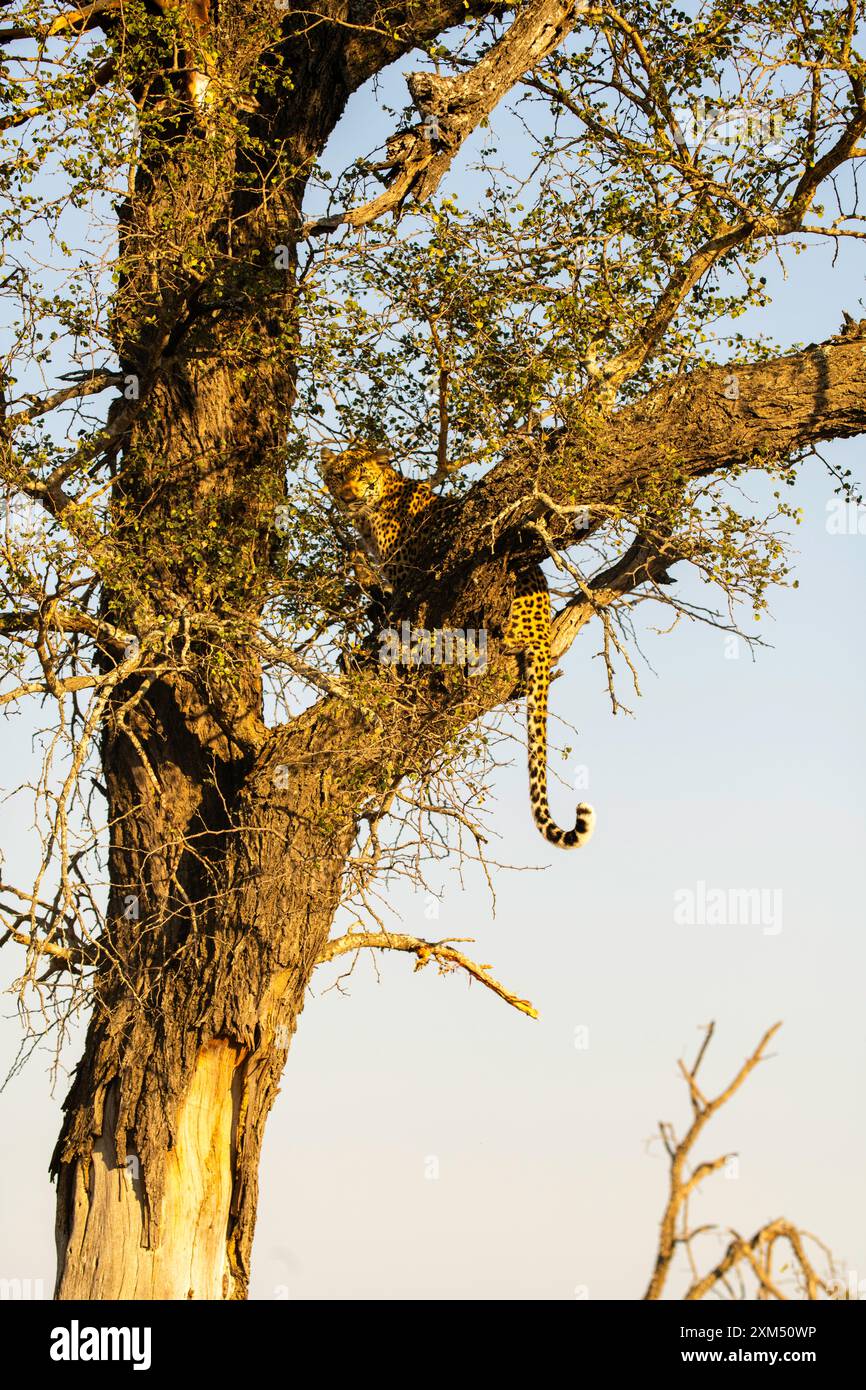 Photograph of a leopard (Panthera pardus) in a tree; Timbavati Nature ...