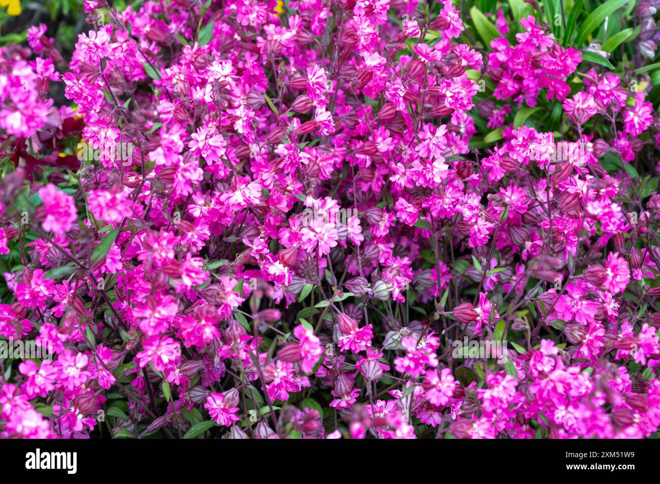 Pink blossom of Silene pendula catchfly ornamental plant in garden ...