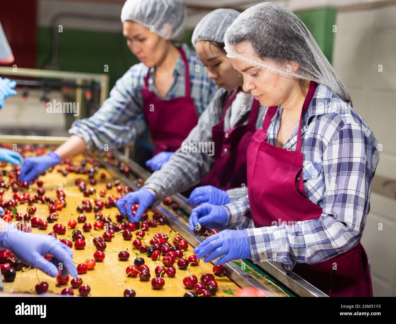 Women working on producing sorting line at fruit warehouse Stock Photo ...
