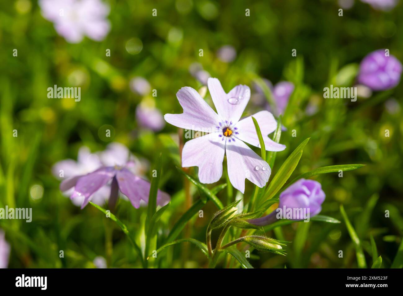 Spring blossom of mountain emerald blue creeping phlox subulata in ...