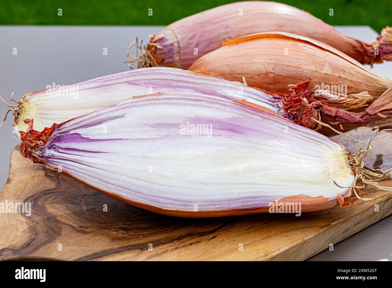 French long pink shallots grappe onion from Brittany, France in garden ...